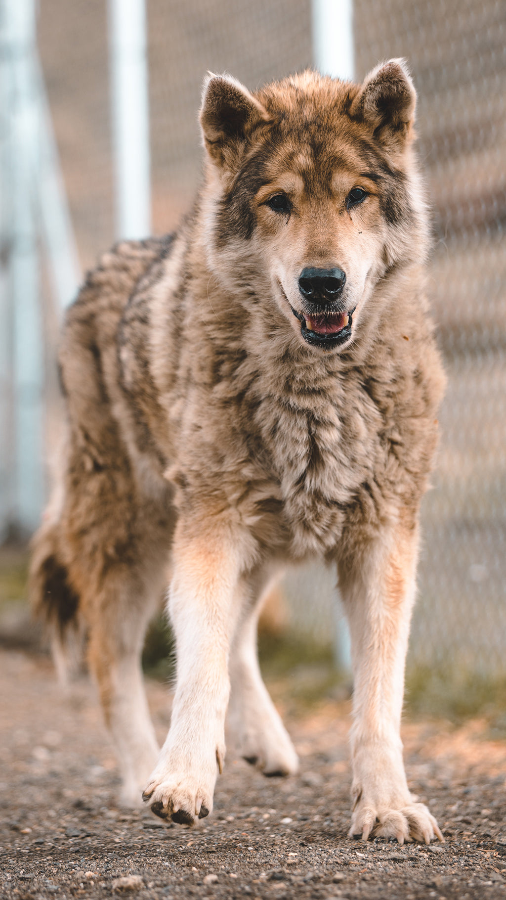 Cane Wallpaper - Digital Download – B.O.S.S. Farms